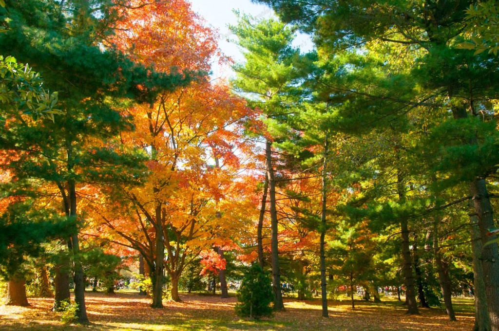 National Mall – Colors of Fall
