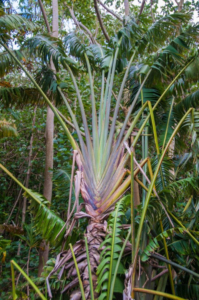 A Fanning Palm